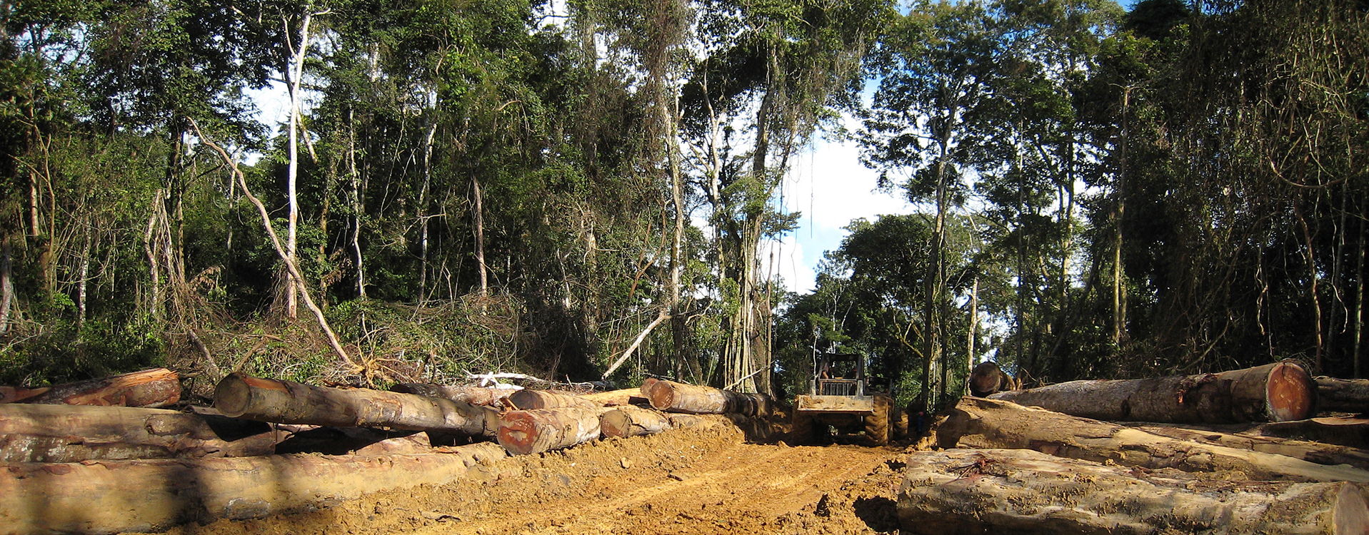 Nigeria and Cameroon must confront timber trafficking together - ISS ...